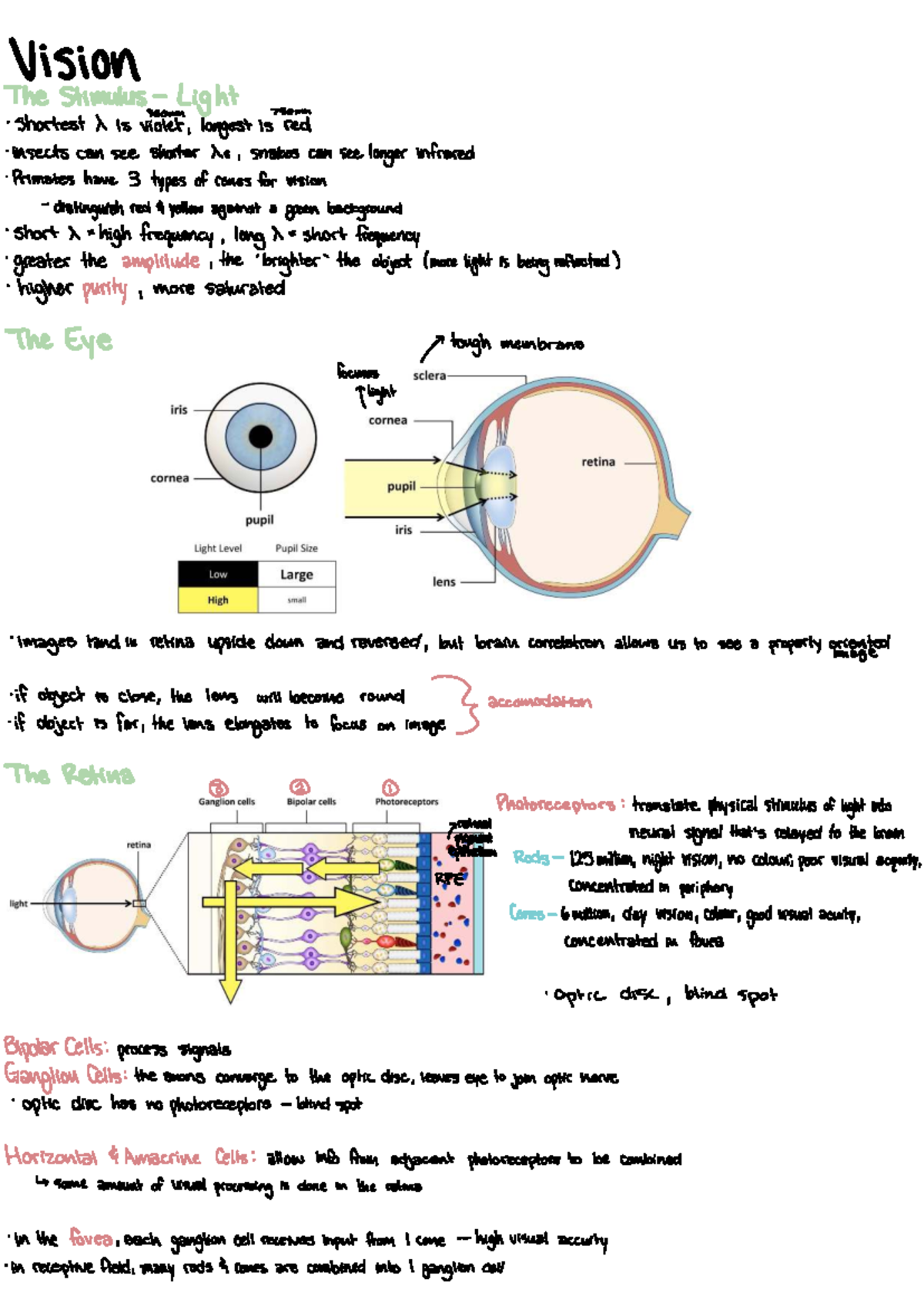 Vision - Notes on Insect and Primate Visual Systems (BIO 101) - Studocu