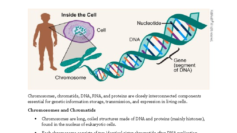 Chromosomes and Genes: Unit 5 Notes for BBT 102 - Studocu
