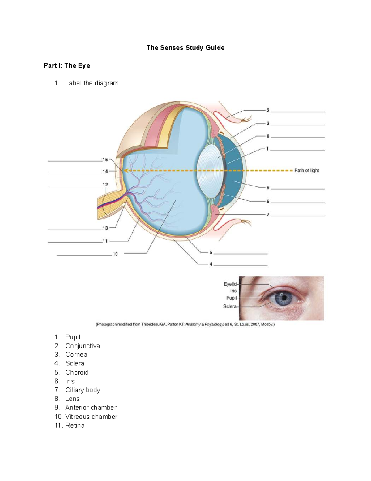 The Senses Study Guide Part I: Eye & Ear Anatomy (LOM Ch 17) - Studocu
