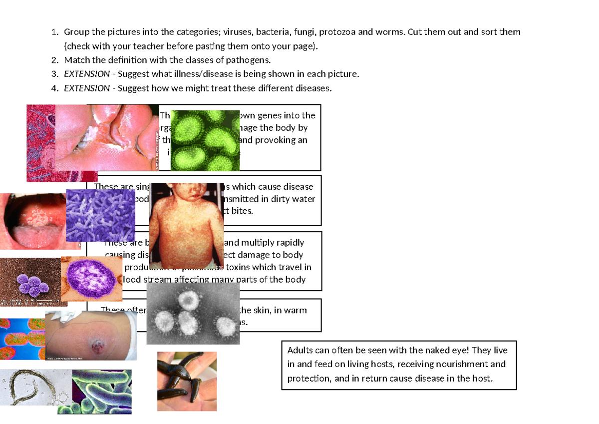 Pathogen Classification Activity: Sort & Match Cards - Studocu