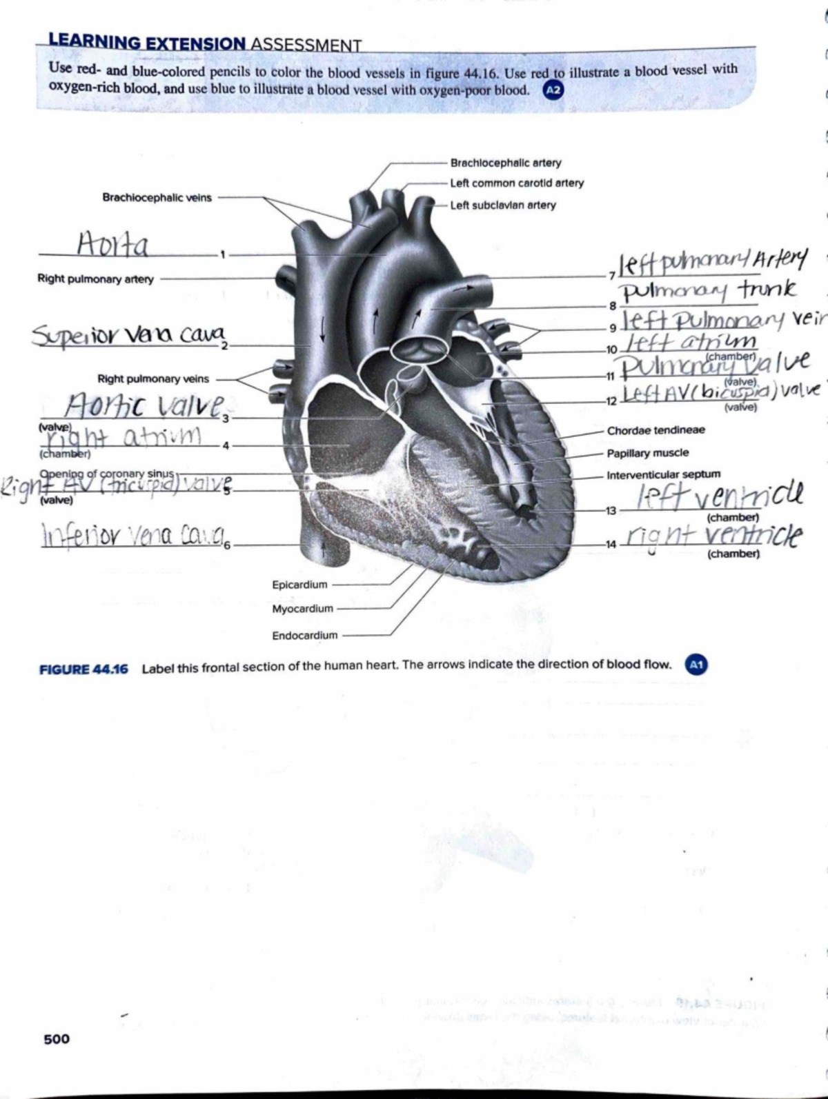 LEARNING EXTENSION ASSESSMENT: Human Heart Anatomy & Cardiac Cycle ...