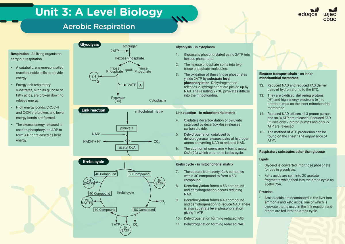 Wjec unit 3 aerobic respiration - Unit 3: A Level Biology Aerobic ...