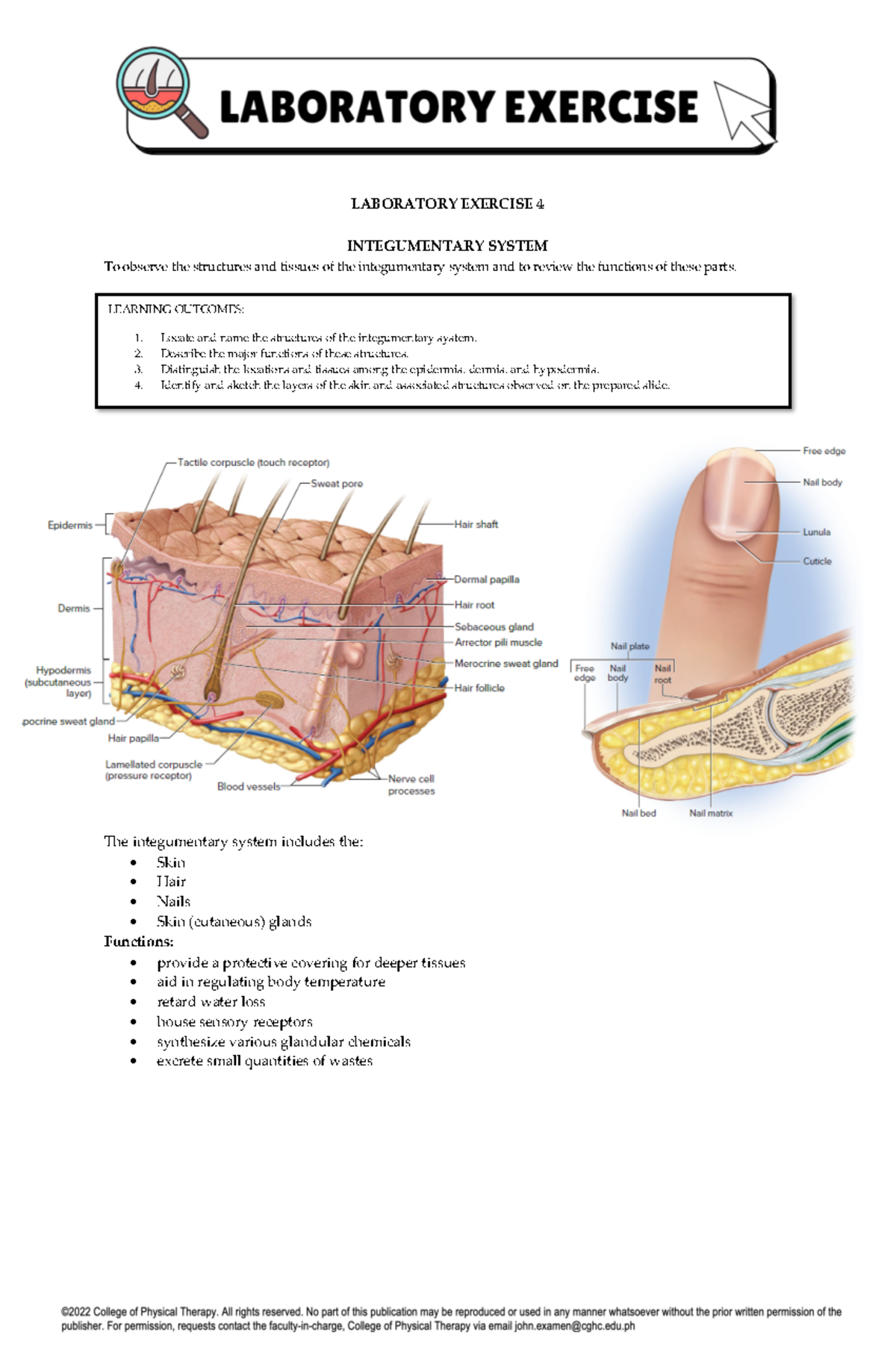 Anaphy LAB ACT 4 - none - LABORATORY EXERCISE 4 INTEGUMENTARY SYSTEM To observe the structures ...