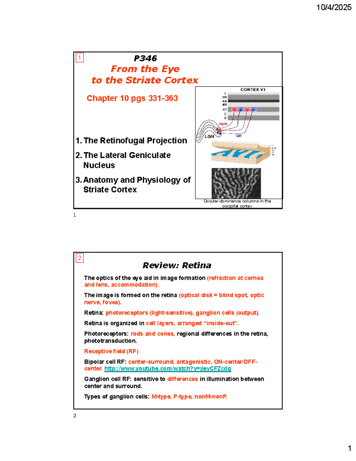 From the Eye to the Striate Cortex: Visual Pathways Overview P346 - Studocu