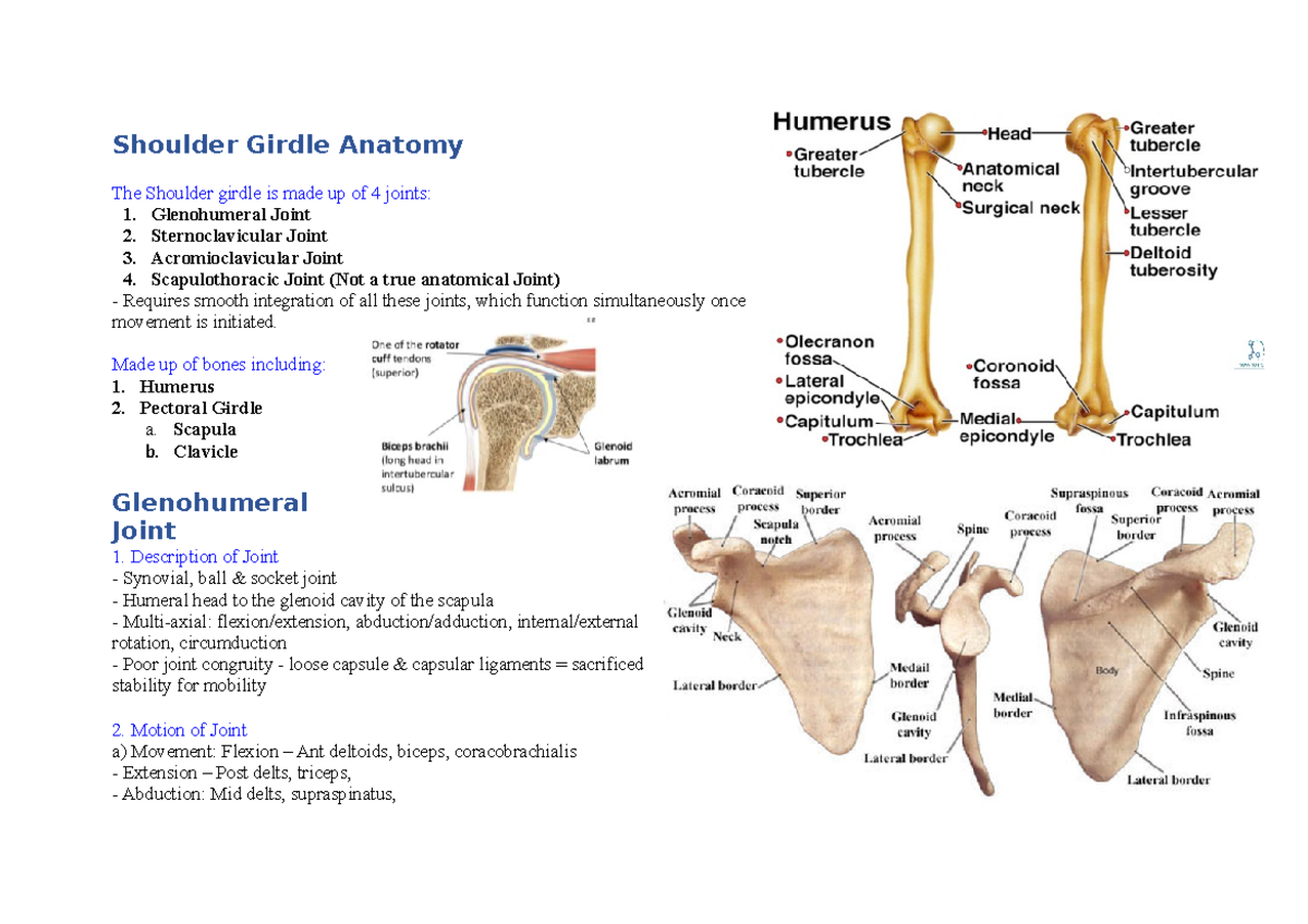 Shoulder Girdle Anatomy - Glenohumeral Joint 2. Sternoclavicular Joint ...