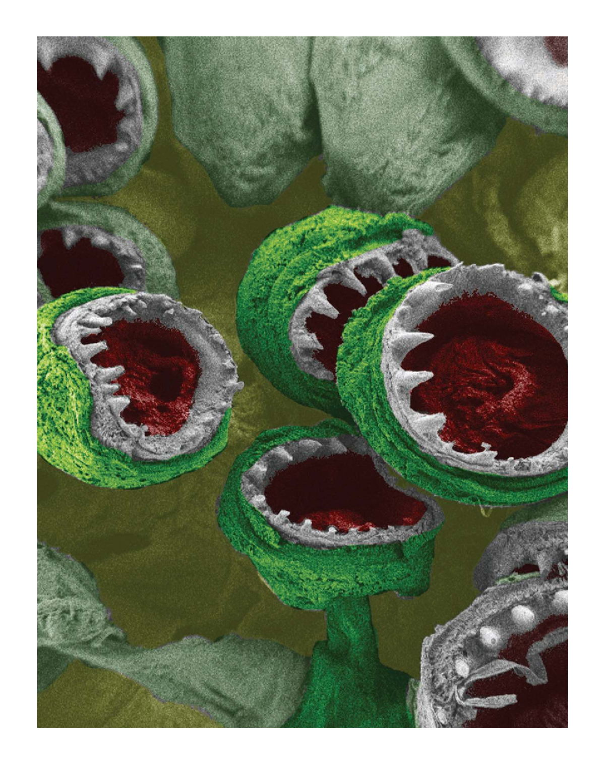 Pearson Science 10 Student Book: Comprehensive Guide for Year 10 Science - Studocu