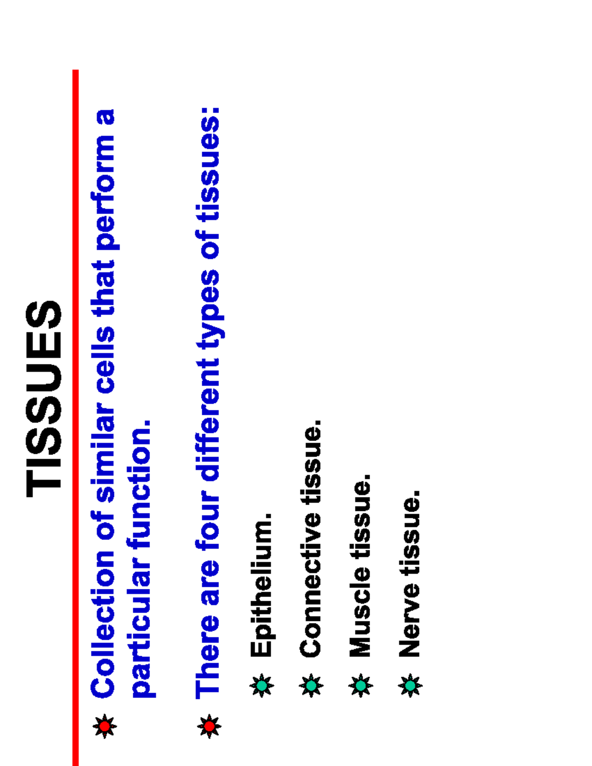 TISSUES Review of Epithelial and Connective Tissues - Studocu