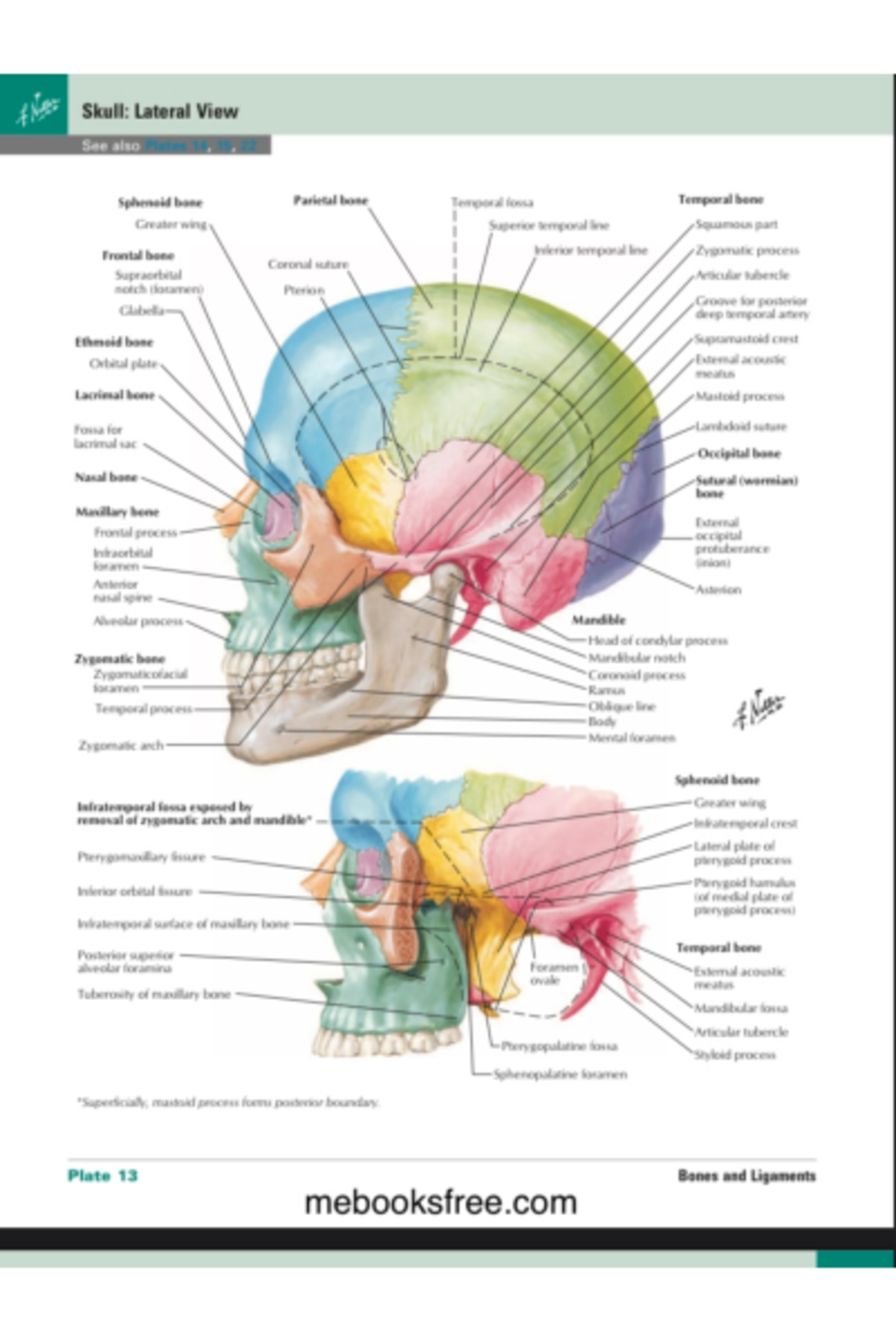Photo - anaphy skeletal - Skull: Lateral View See also Sphenoid bone ...
