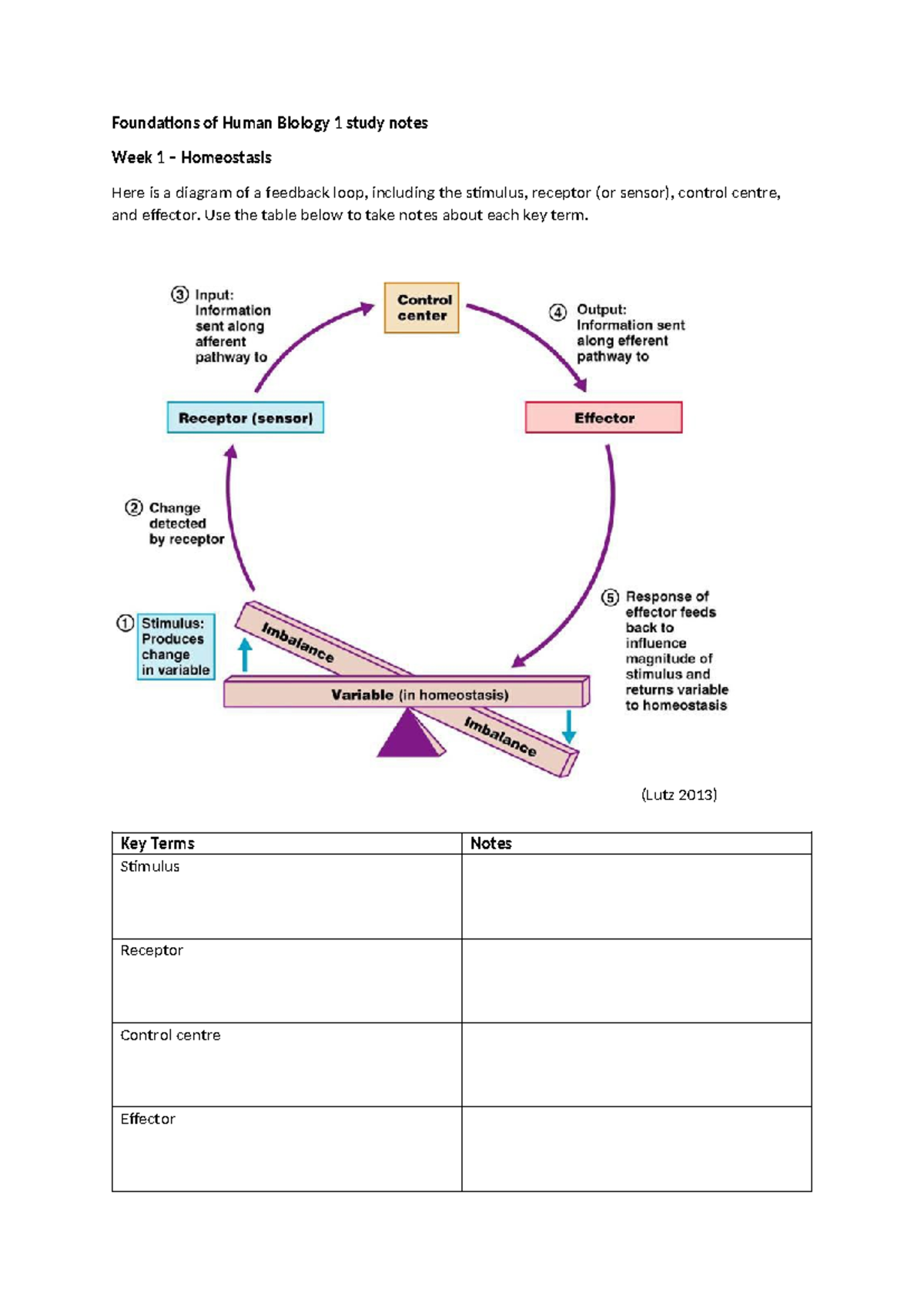 FHB1 Study Notes: Homeostasis and Feedback Loops Overview - Studocu
