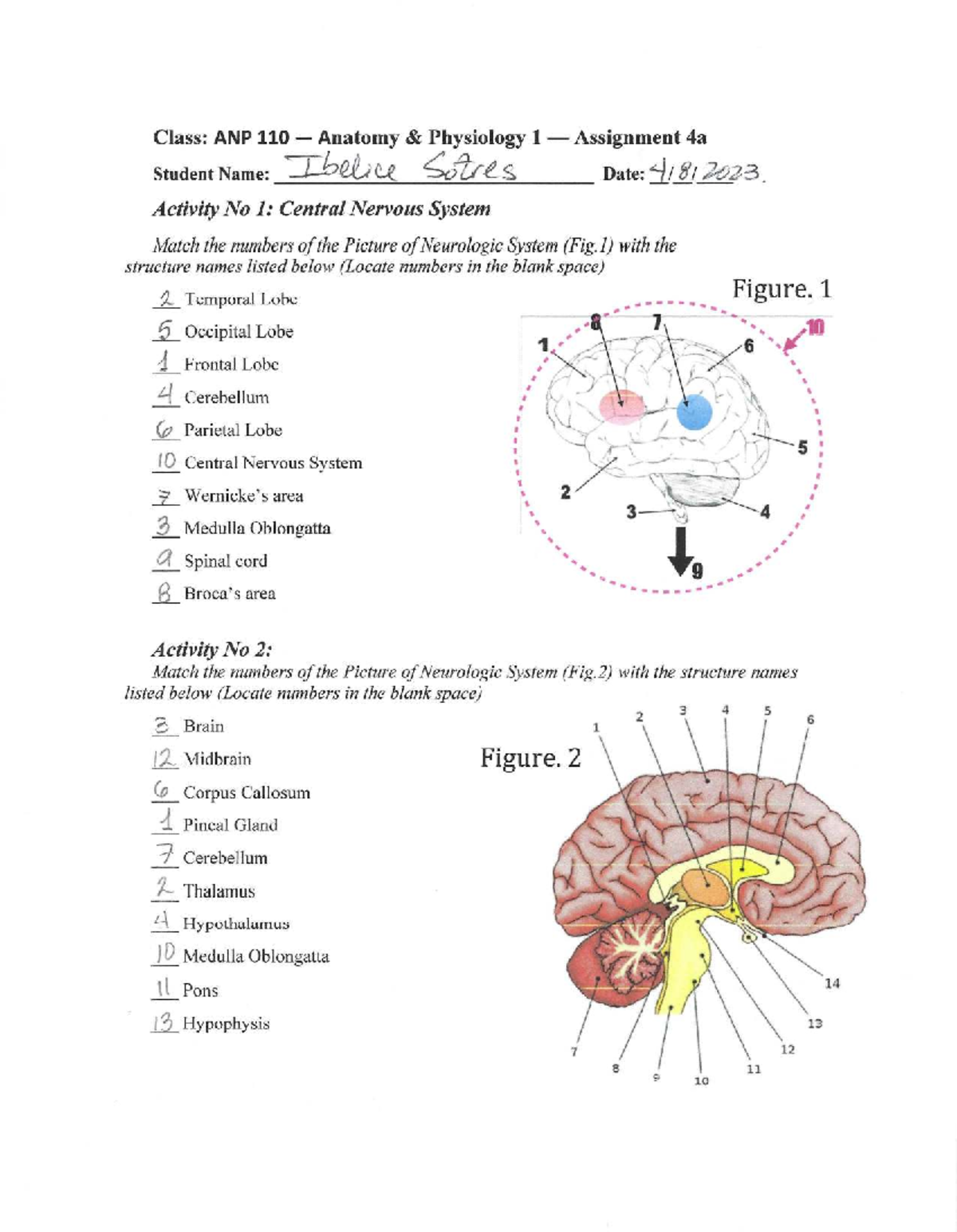 ANP 110 Anatomy & Physiology 1: CNS Assignment 4a - Studocu