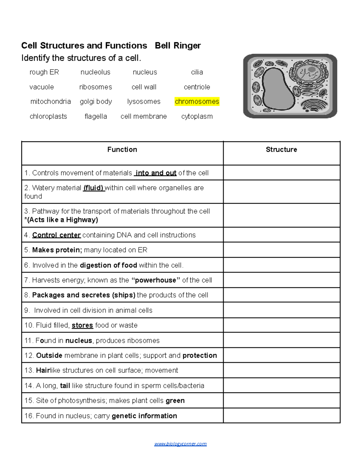 Cell Structures and Functions: Bell Ringer Activity - Studocu