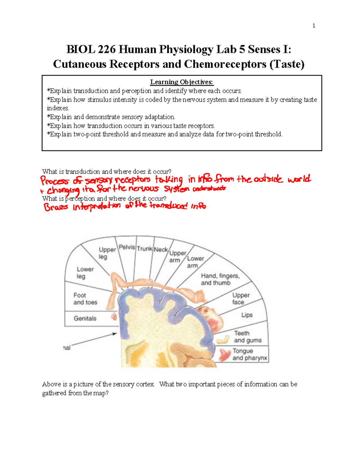 Physio+Lab+Report+05 - BIOL 226 Human Physiology Lab 5 Senses I ...