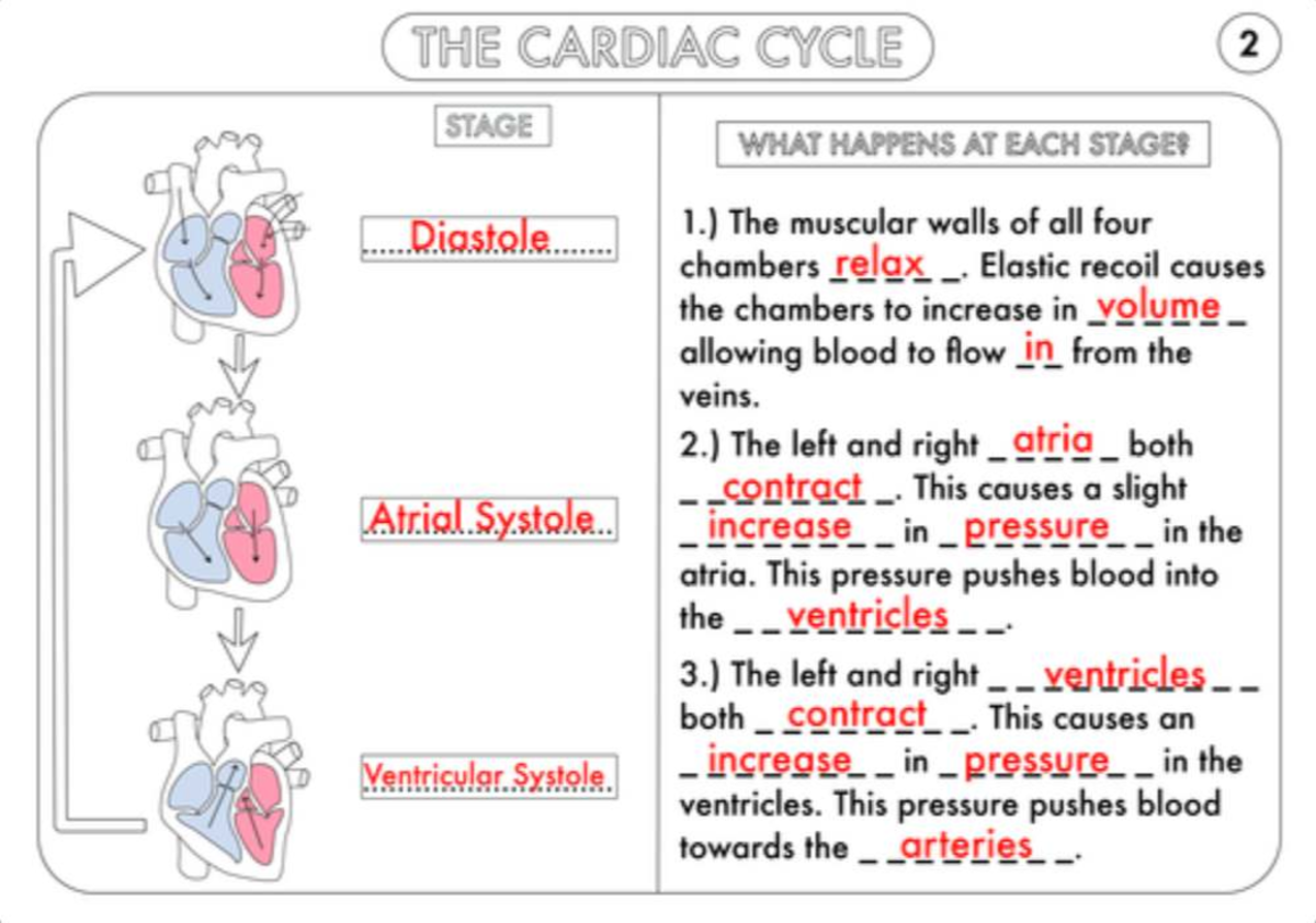 Cardiac Cycle Worksheet - KEY - BIOL 118 - (THE CARDIAC CYCLE ) (2 ...
