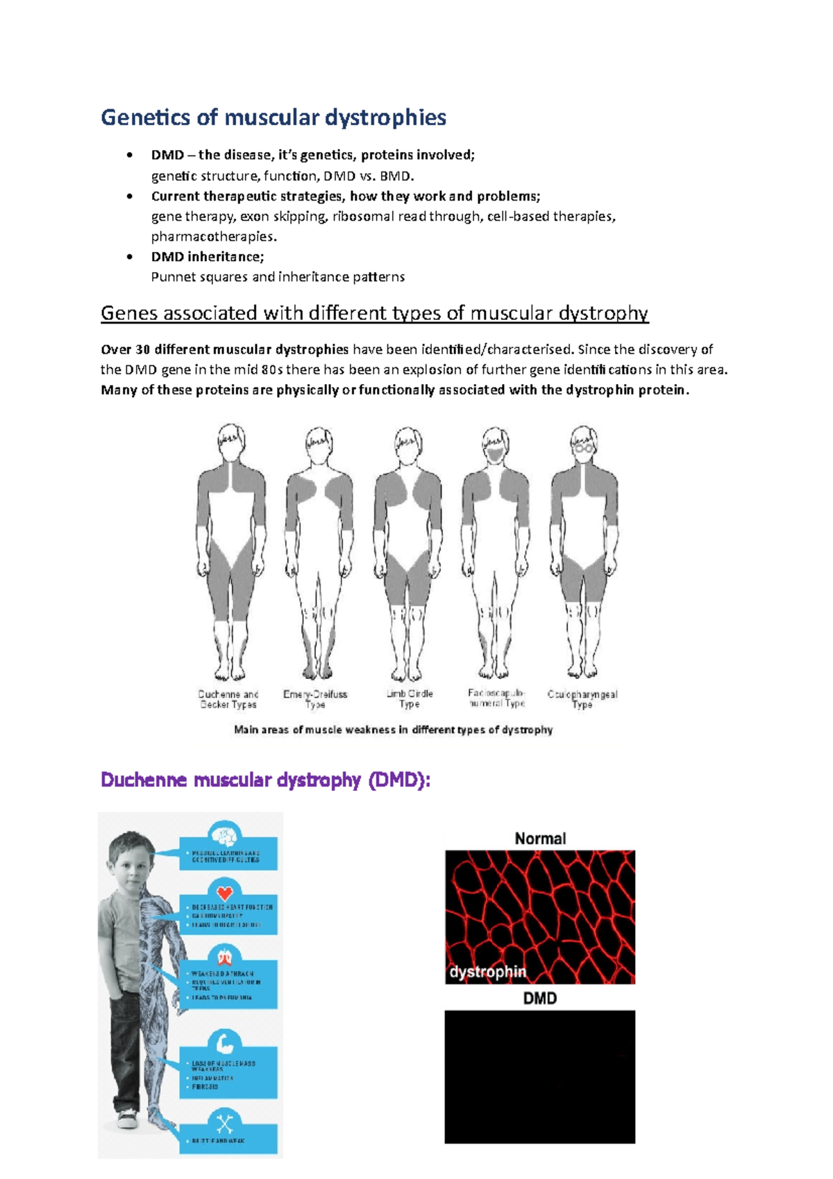 Genetics of Muscular Dystrophies: DMD Insights and Therapies - Studocu