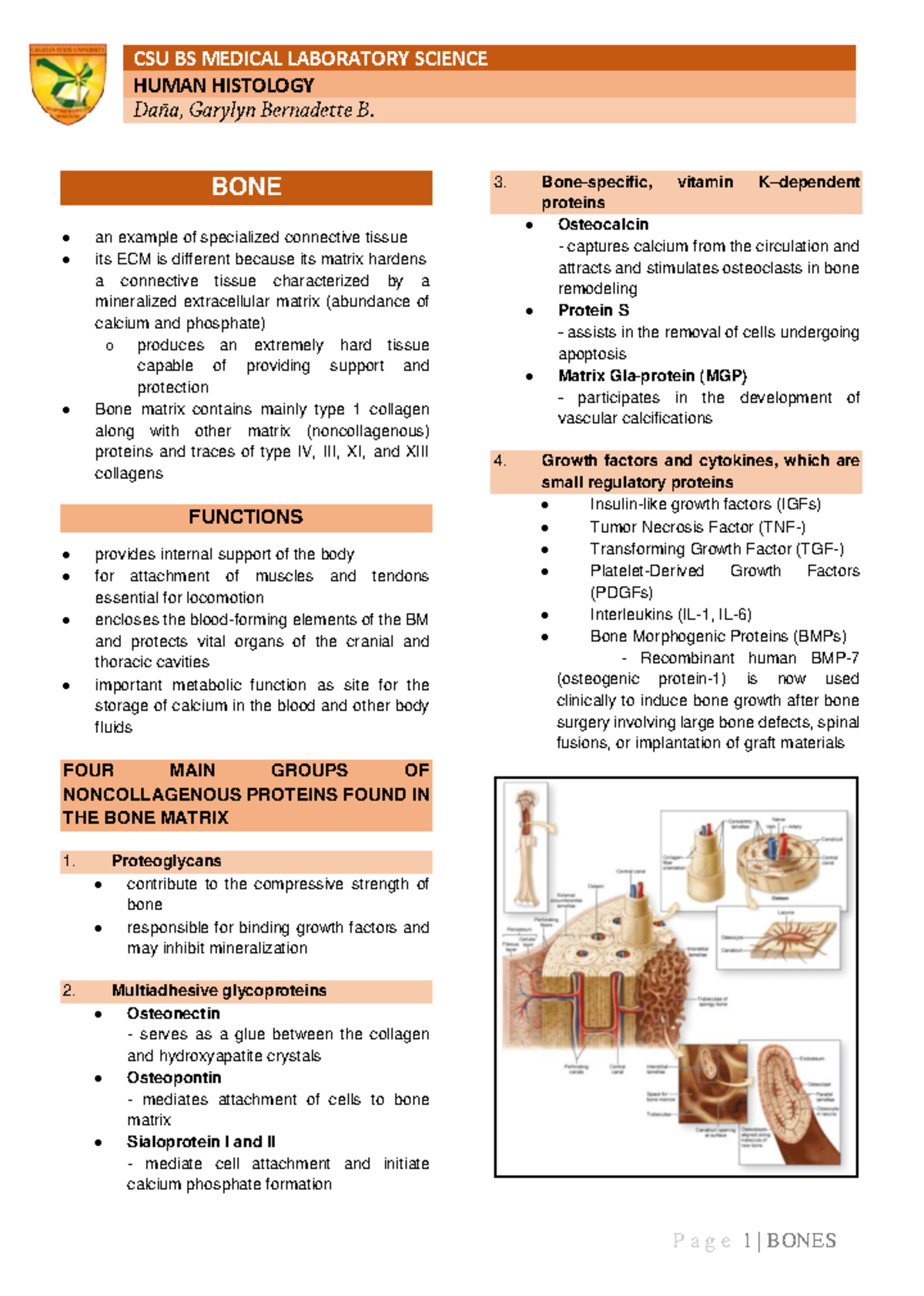 CSU BS MLS: Histology Final Exam Study Notes on Bone - Studocu