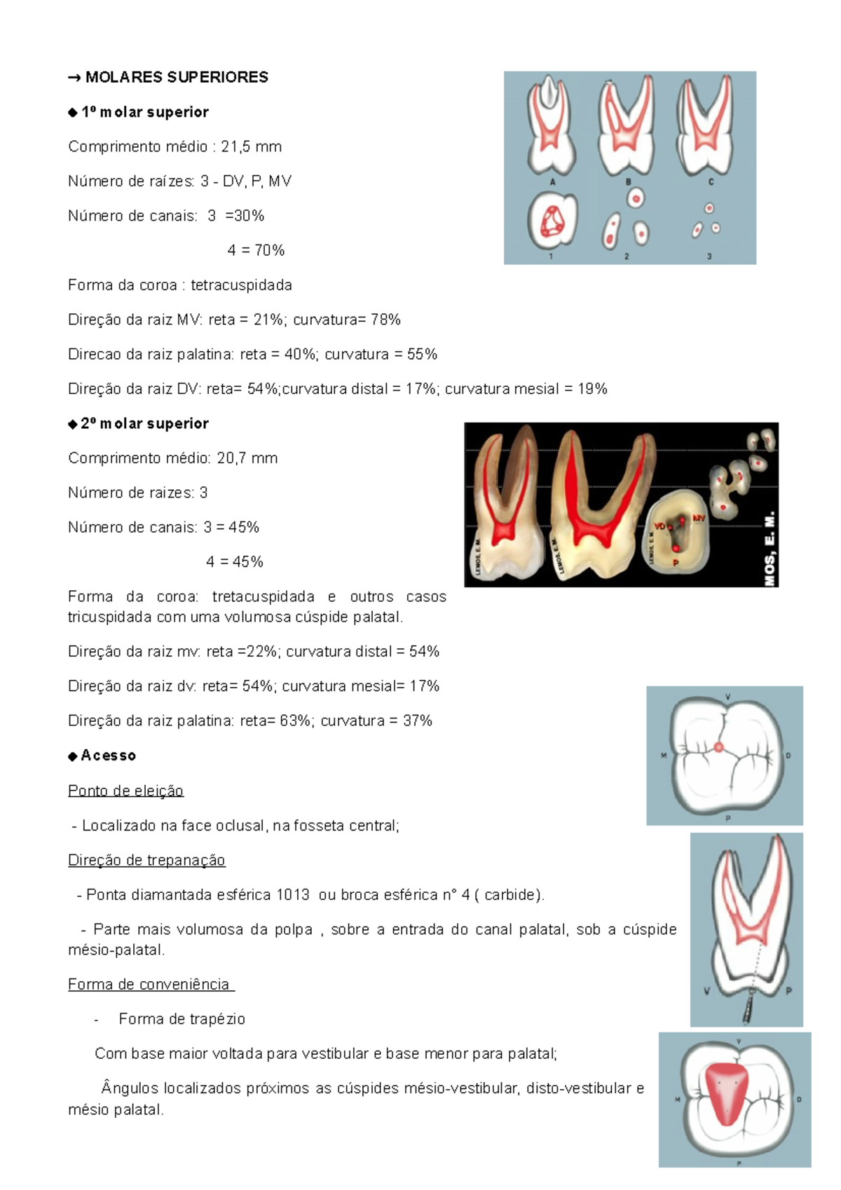 Anatomia dos Molares - MOLARES SUPERIORES 1º molar superior Comprimento ...