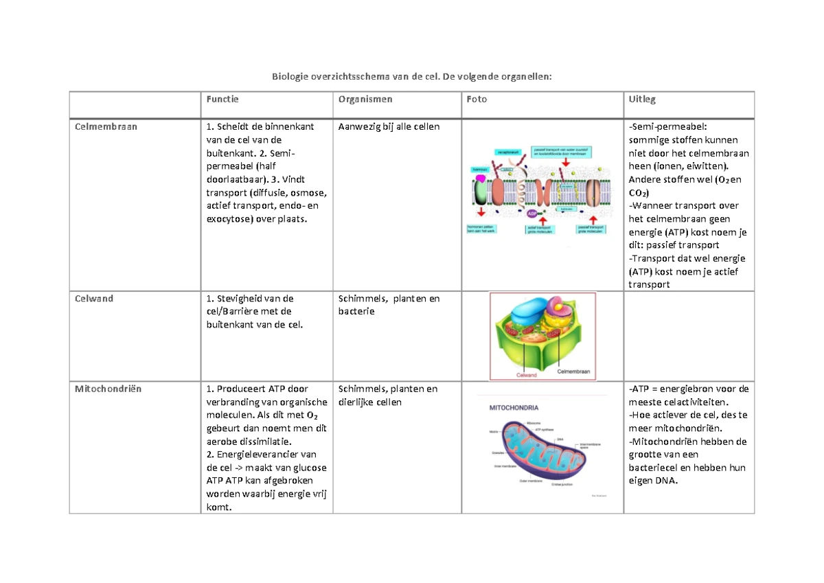 BIO 101 - Overzicht van Celstructuren en Hun Functies - Studeersnel