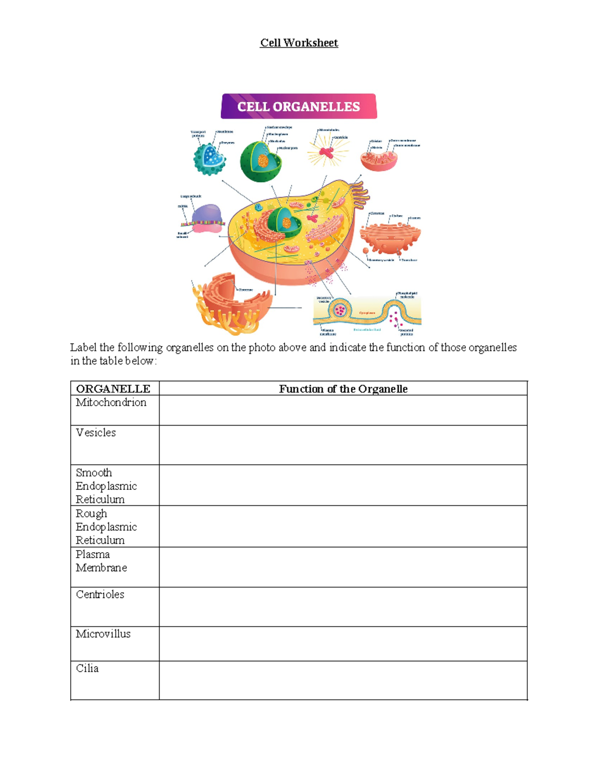 BIOS251 Week 3 Cell Organelles & Cycle Worksheet - Studocu