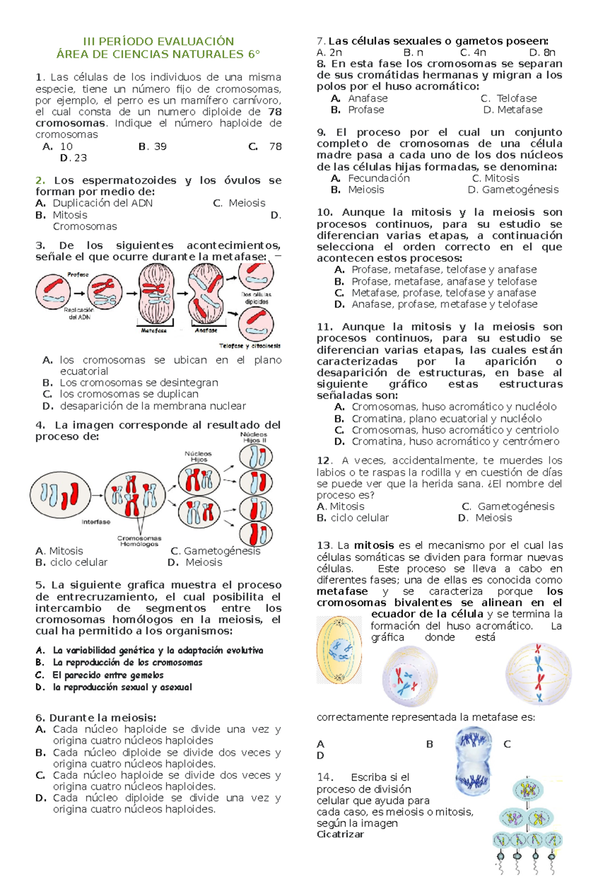Meiosis Evaluación Grado 6 - Ciencias Naturales - Studocu