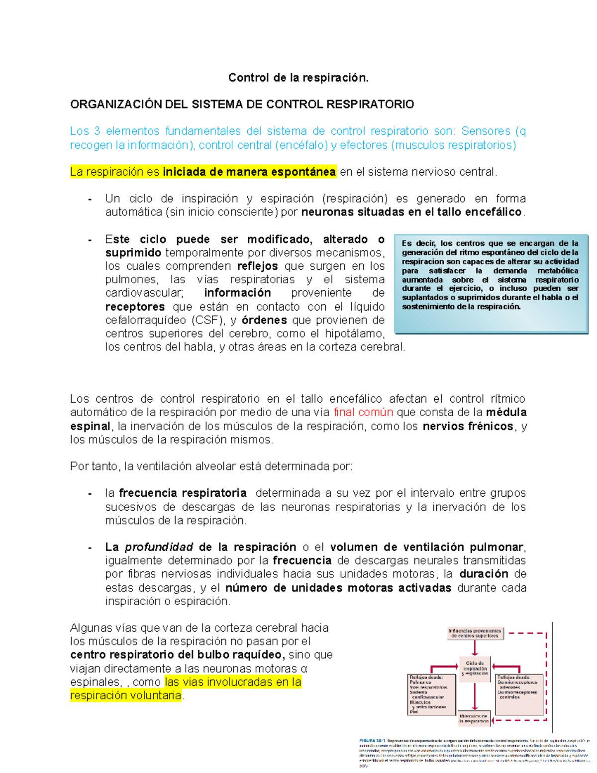Control de la Respiración: Organización y Funciones del Sistema ...