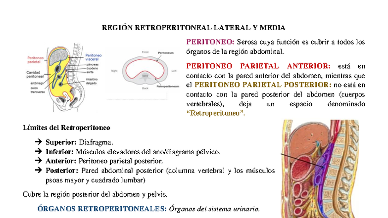 Región Retroperitoneal: Anatomía y Funciones de Órganos Abdominales ...