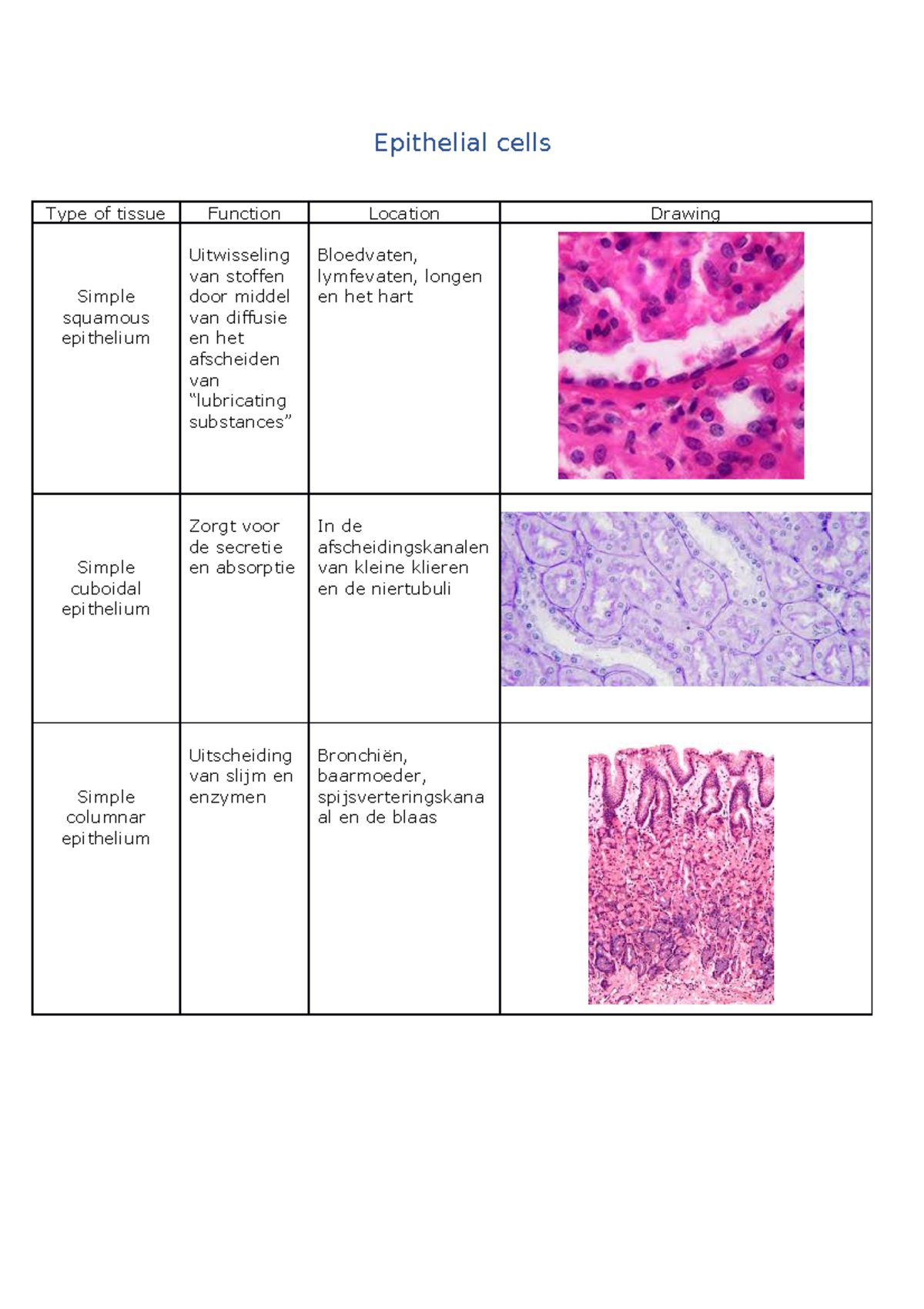 Epithelial Cells: Functions, Locations & Illustrations - Tissue Types ...