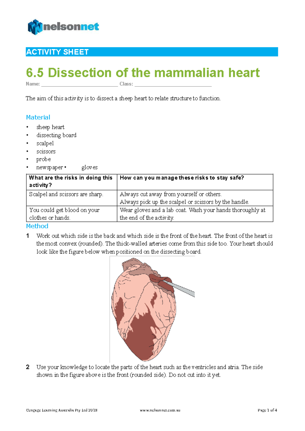 ACTIVITY SHEET 6.5: Dissection of the Mammalian Heart - Studocu