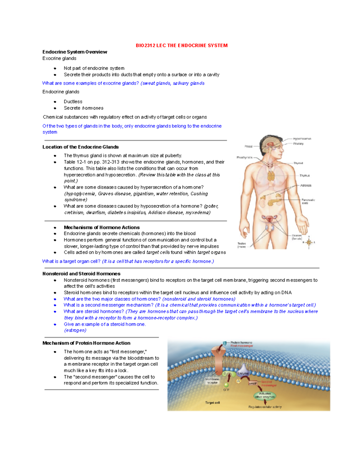 BIO2312 LEC Comprehensive Overview of the Endocrine System - Studocu