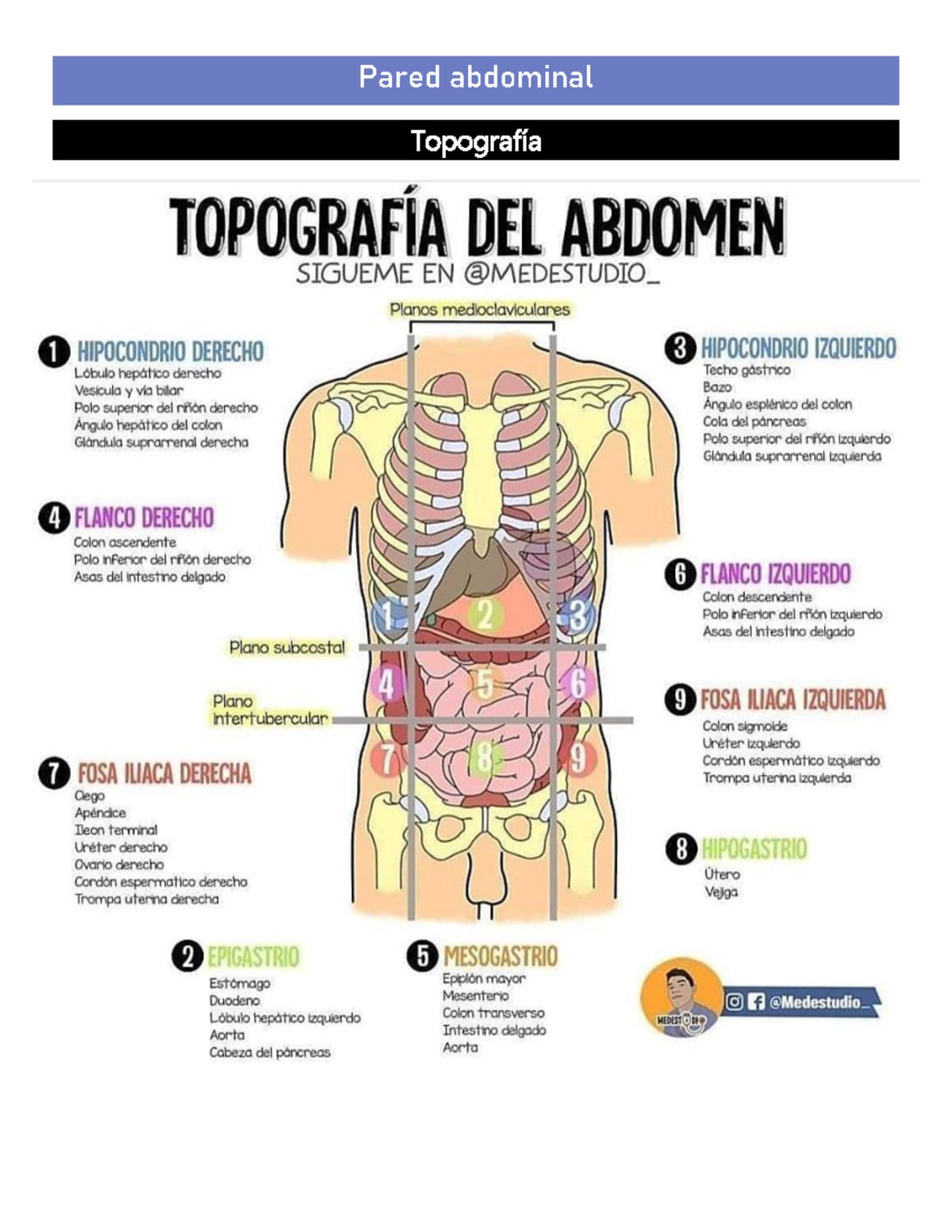 Anatomía De La Fosa Ilíaca Derecha Dónde Se Localiza El Punto De
