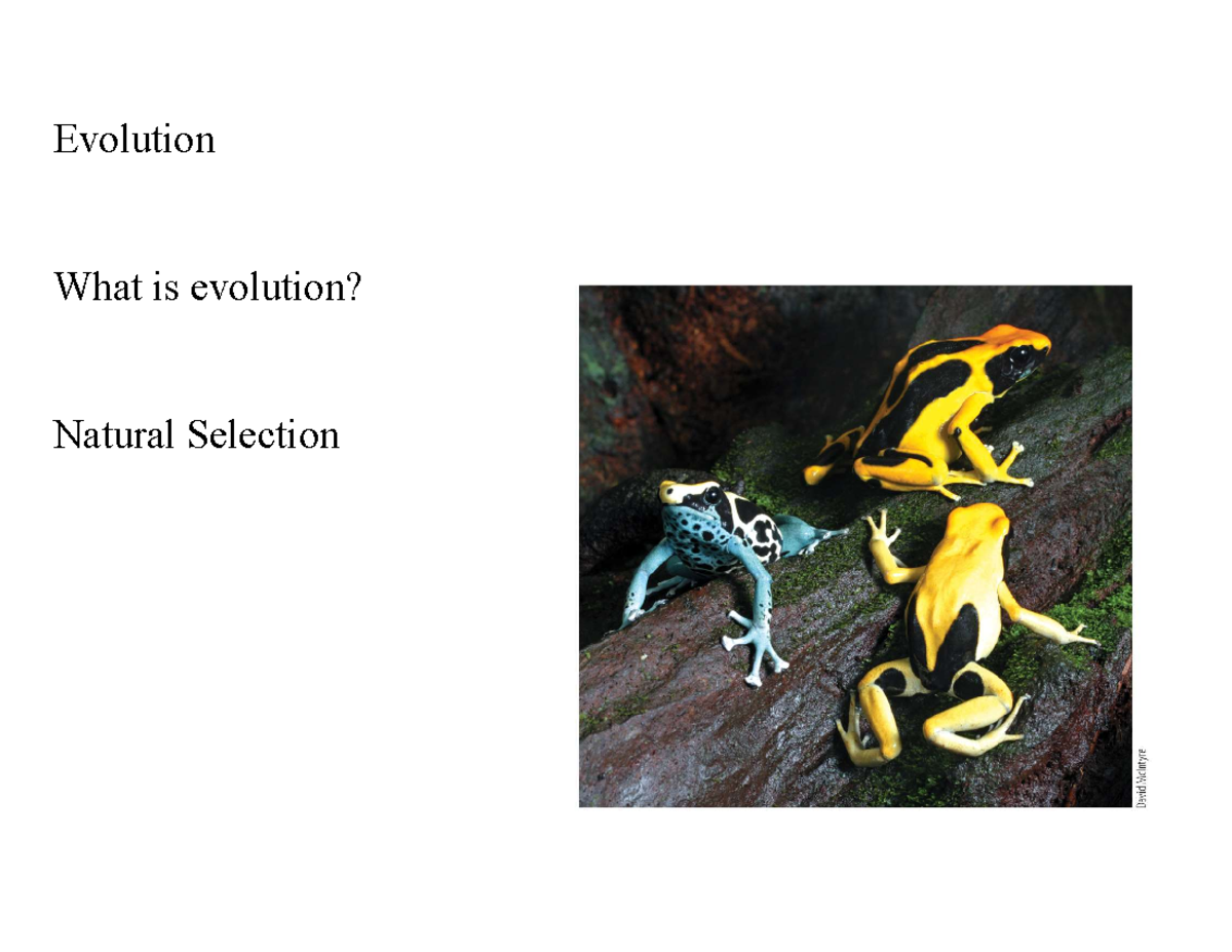 Understanding Evolution: Natural Selection & Adaptation (BIO 101) - Studocu