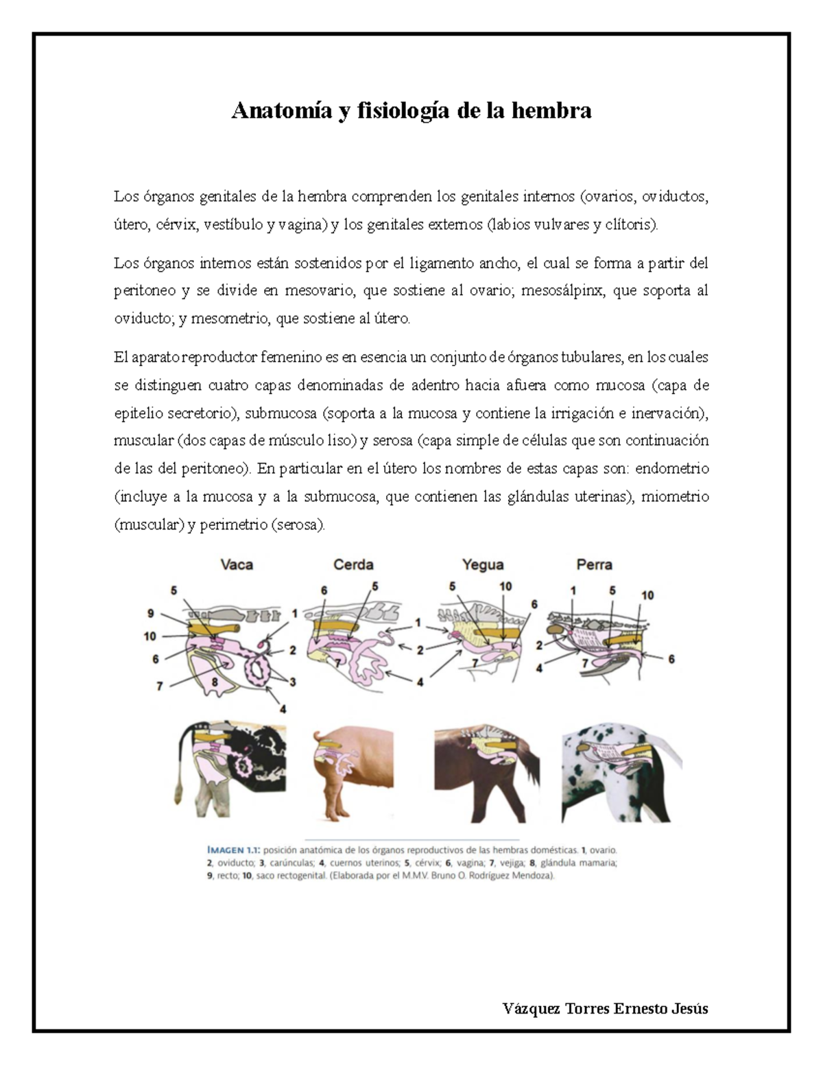 Anatomía y fisiología de la hembra - Anatomía y fisiología de la hembra ...