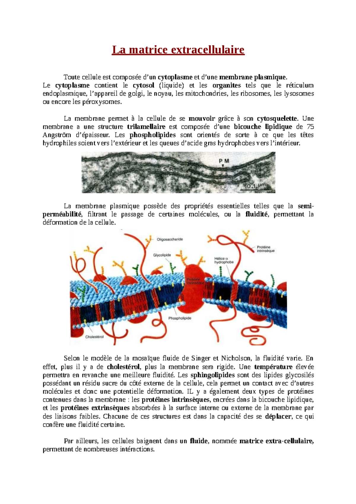 Matrice Extracellulaire (MEC) - Biologie: Structure et Fonctions - Studocu
