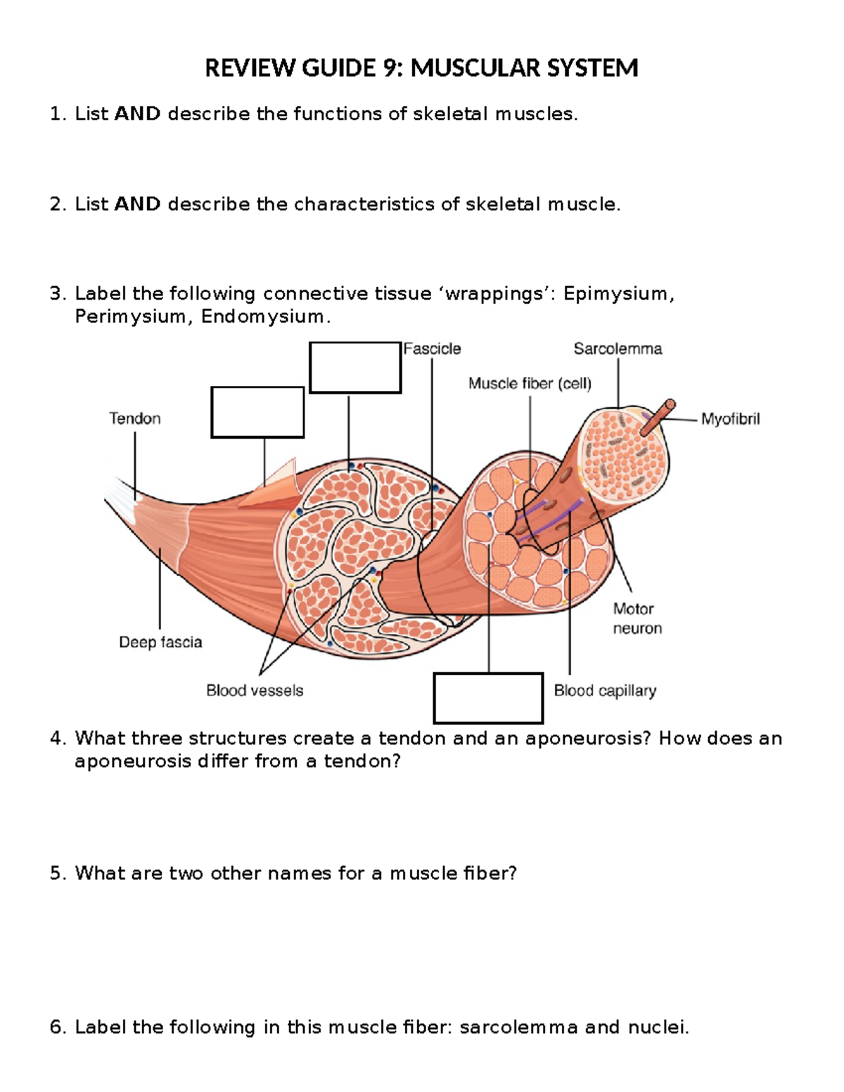 REVIEW GUIDE 9: SKELETAL MUSCLE ANATOMY AND FUNCTIONS - List AND ...