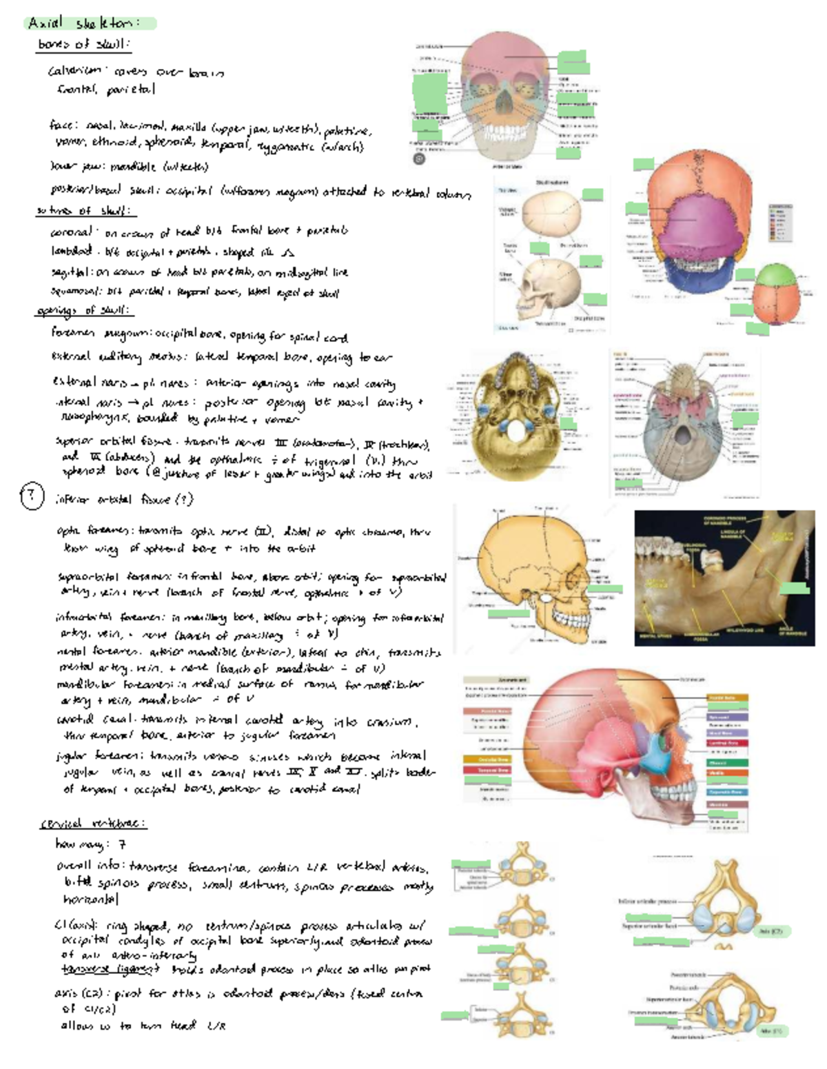 Anatomy & Physiology Notes: Axial Skeleton & Cranial Structures - Studocu