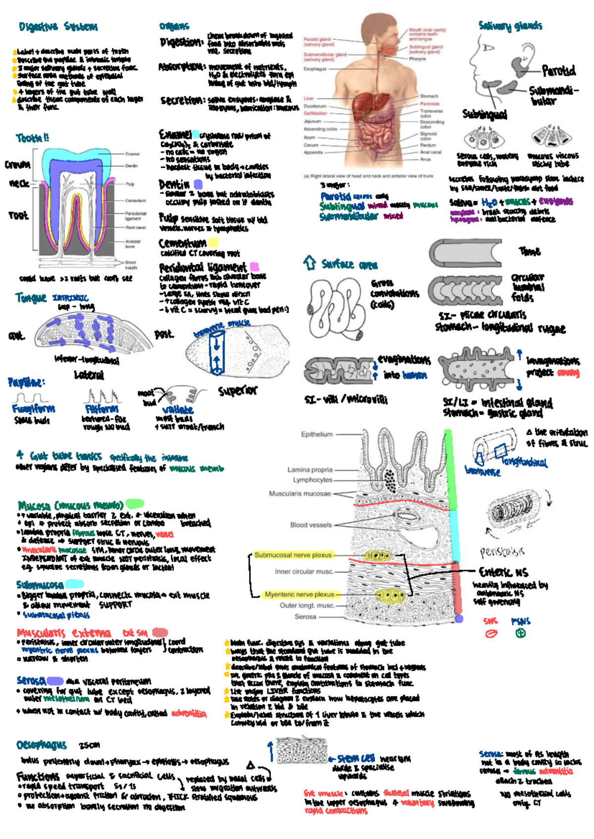 Digestive System - Lecture Summary (BIO 101) - Studocu