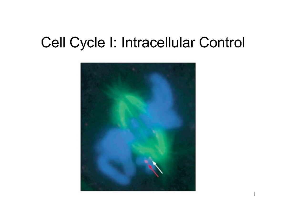 Lecture 7 Cell Cycle Intracellular 2024 - Cell Cycle I: Intracellular ...