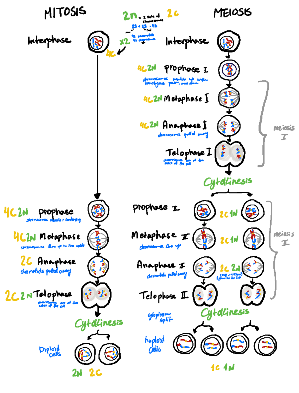 Blurt Genetic - MIT 101 Midterm Summary Notes on Mitosis & Meiosis ...