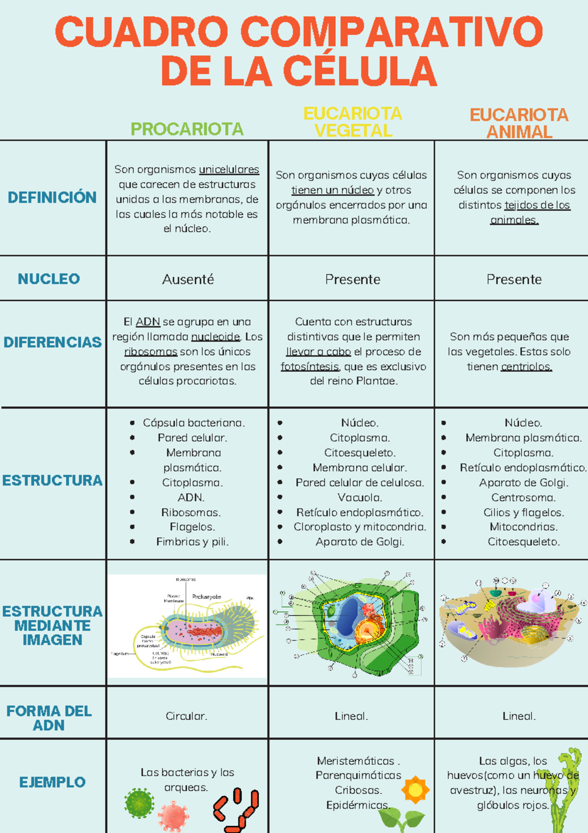 Cuadros Comparativos Entre Clula Procariota Y Eucariota Cuadro