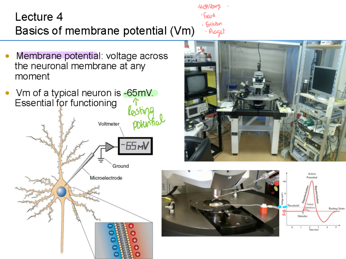 Lecture 4 - Membrane Potential and Action Potentials Overview - Studocu