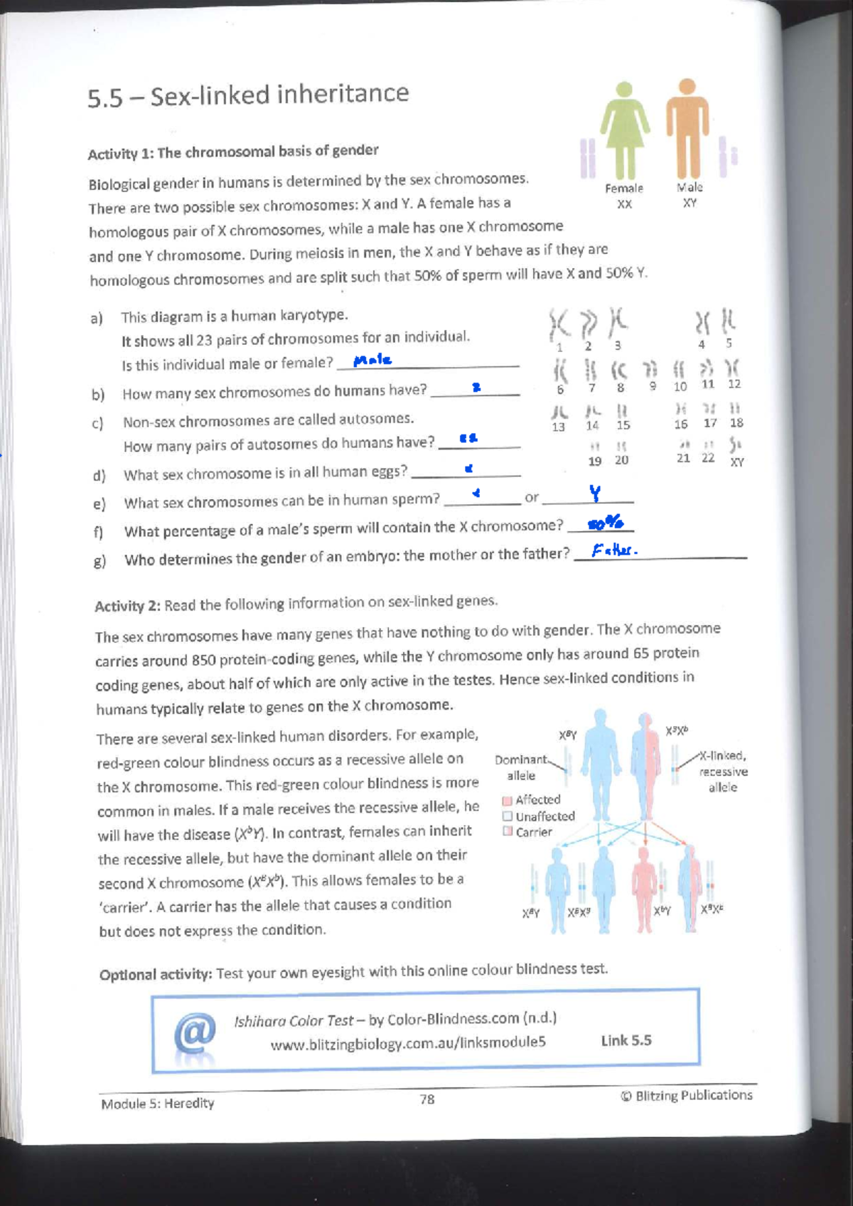 5.5 Sex-Linked Inheritance: Chromosomal Basis of Gender and Disorders ...