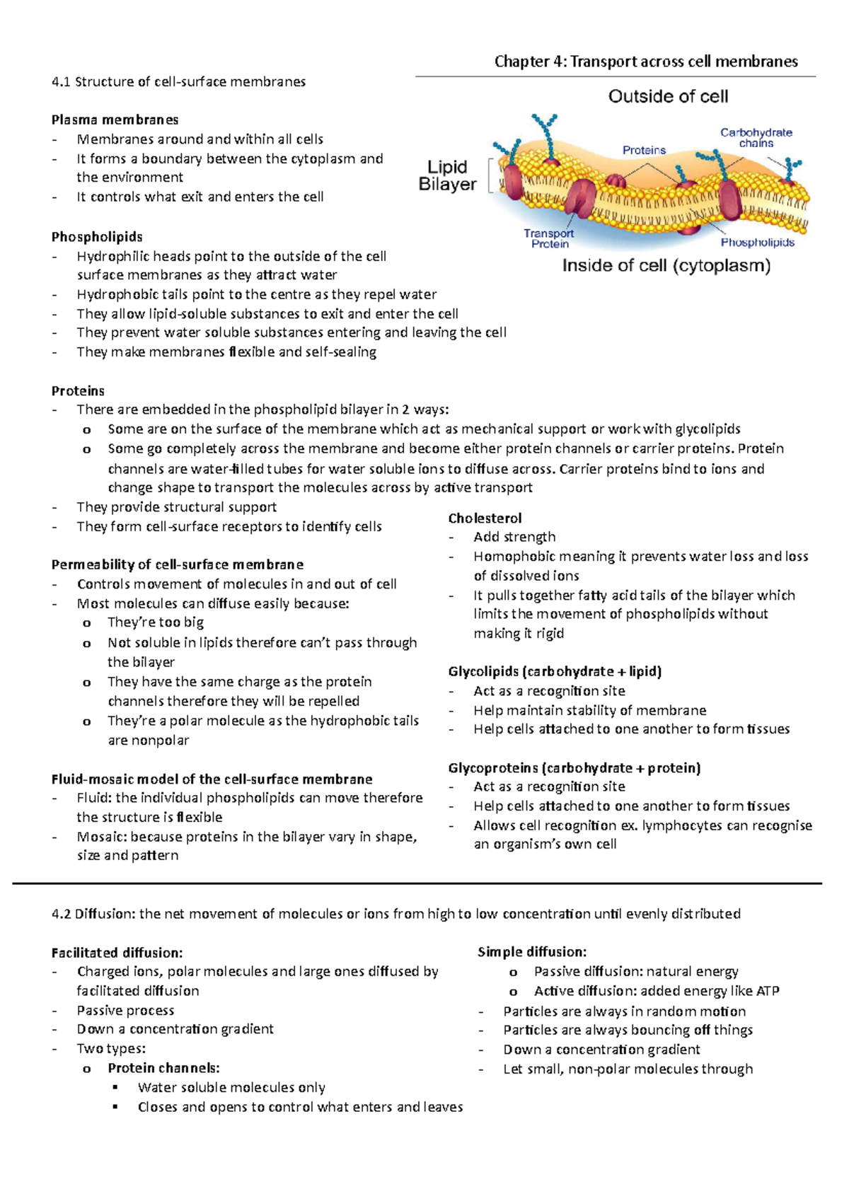 A-Level Biology: Transport Across Cell Membranes Notes - Studocu