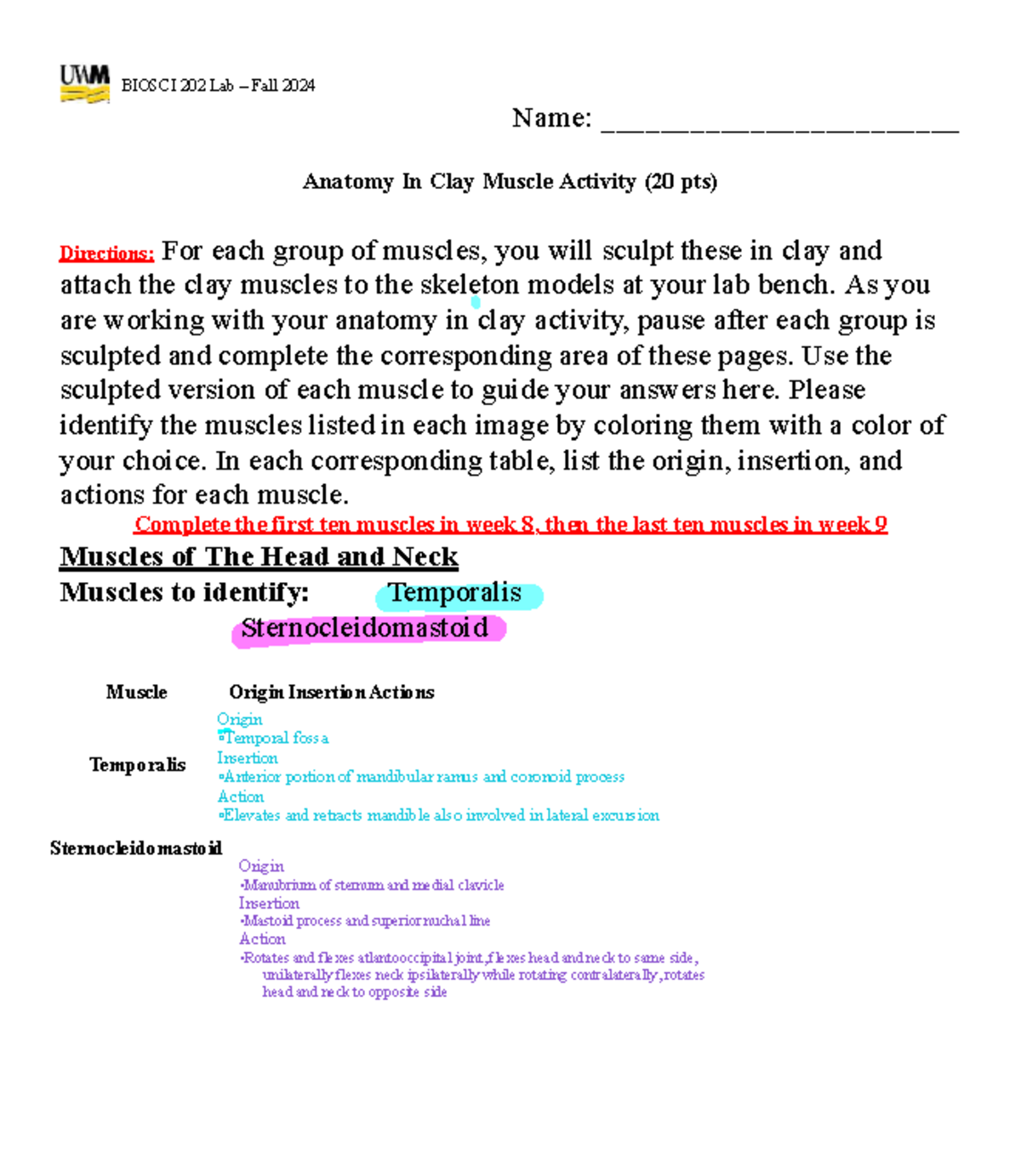 BIOSCI 202 Lab: Anatomy in Clay Muscle Activity Guide - Fall 2024 - Studocu