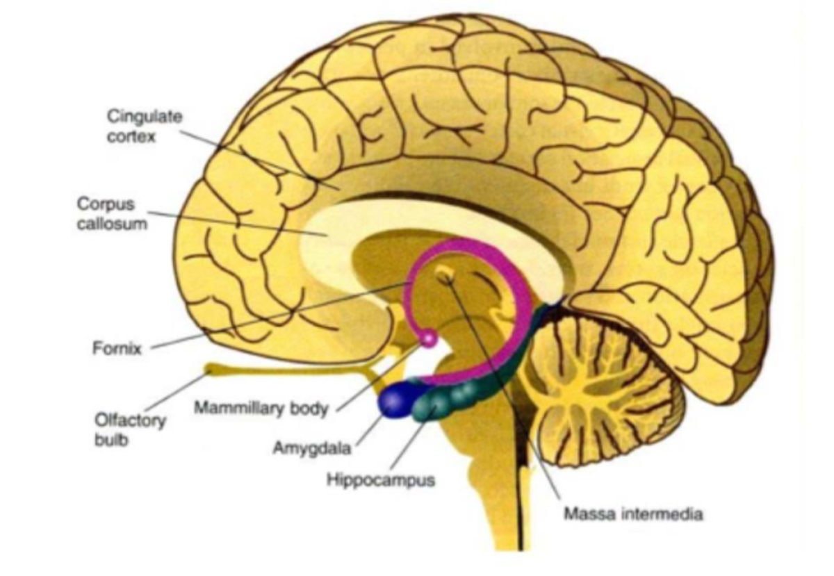diagram of the cells - Brain and Cognition - Cingulate cortex Corpus ...