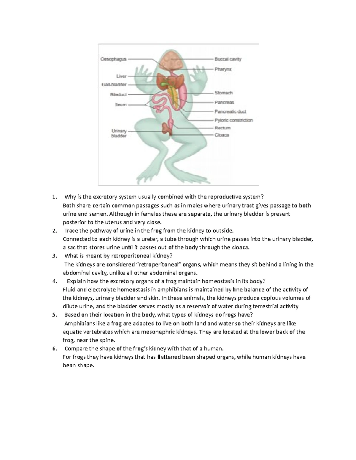 Anatomy of a Frog: Key Terms, Planes & Axes Explained - Studocu