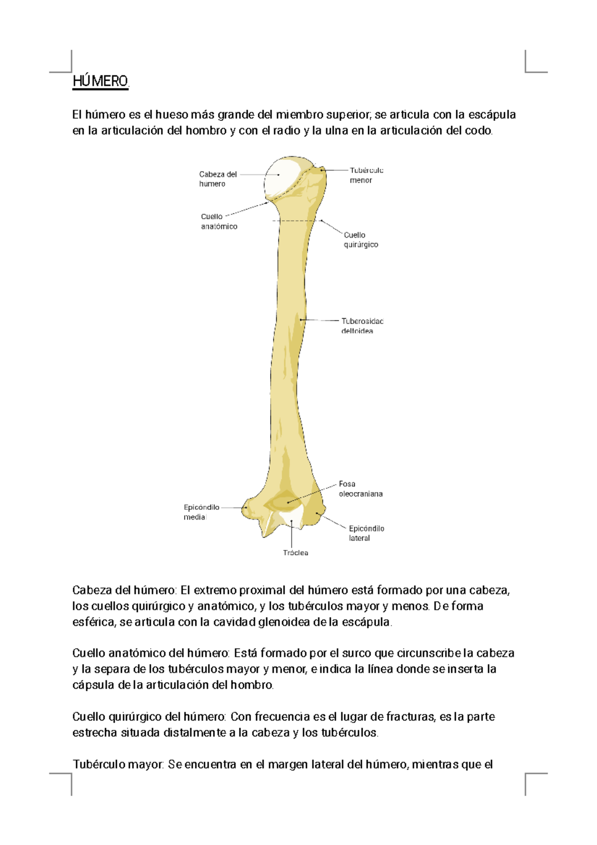 Tarea Húmero-Anatomía - HÚMERO. El húmero es el hueso más grande del ...