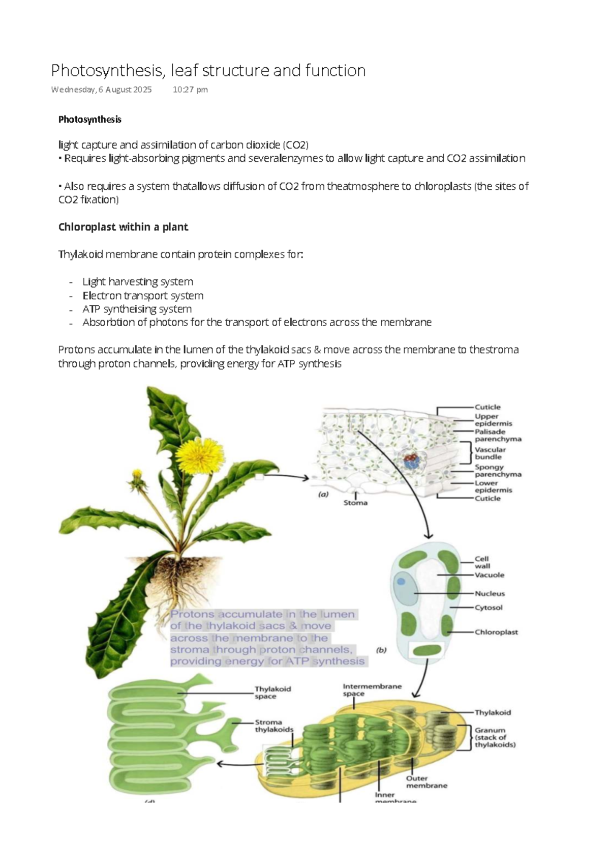 Photosynthesis Overview and Mechanisms - Studocu