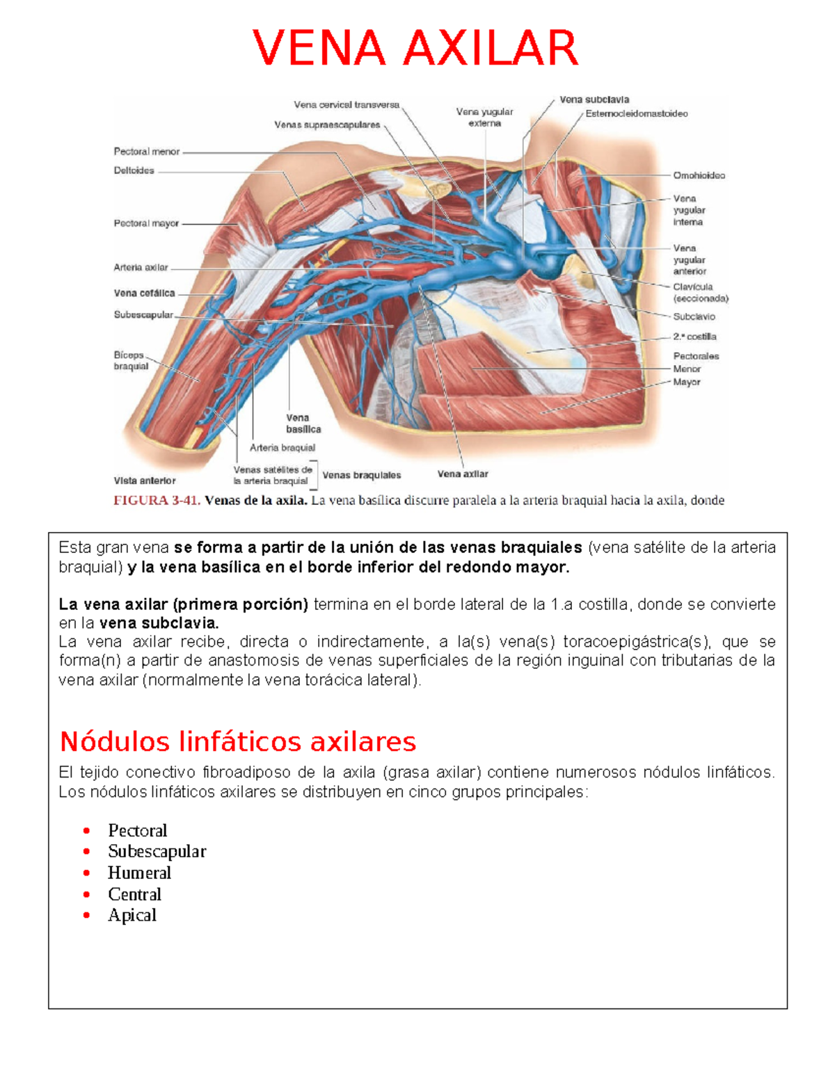 VENA AXILAR: Anatomía y Función en el Sistema Vascular - Studocu