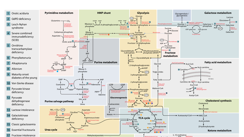 Biochemistry Metabolism Overview: Key Disorders & Pathways - Studocu