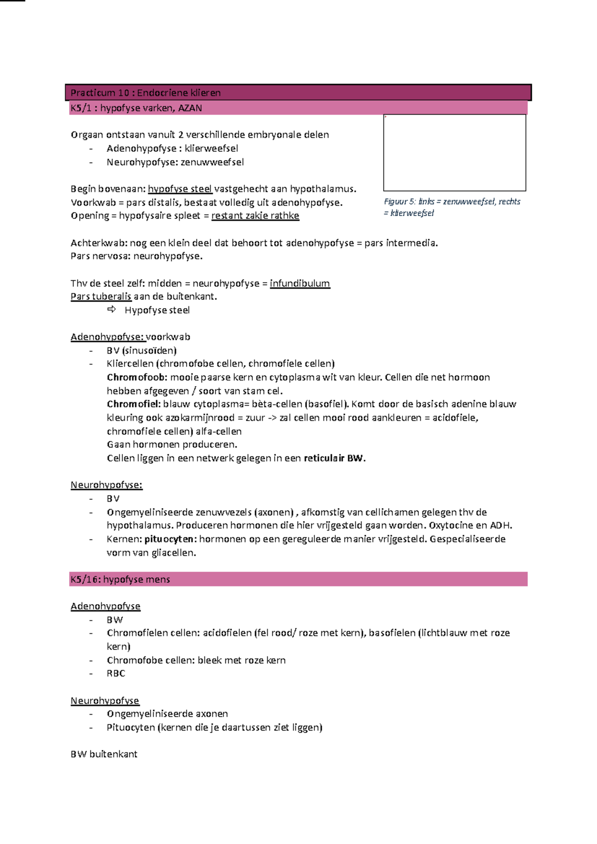 Practicum 10: Endocriene Klieren en Hypofyse Anatomie - Studocu