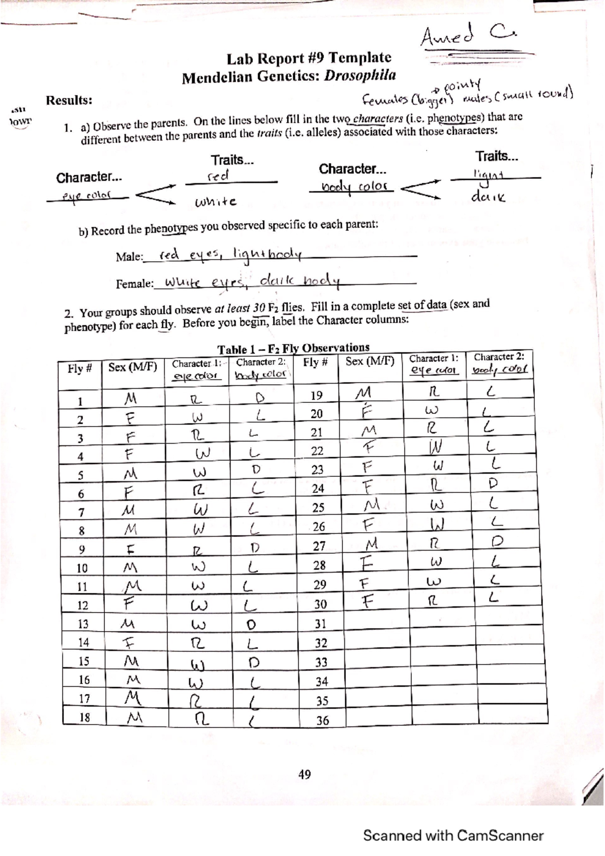 Lab #9: Drosophila Genetics - Observations and Inheritance Analysis ...
